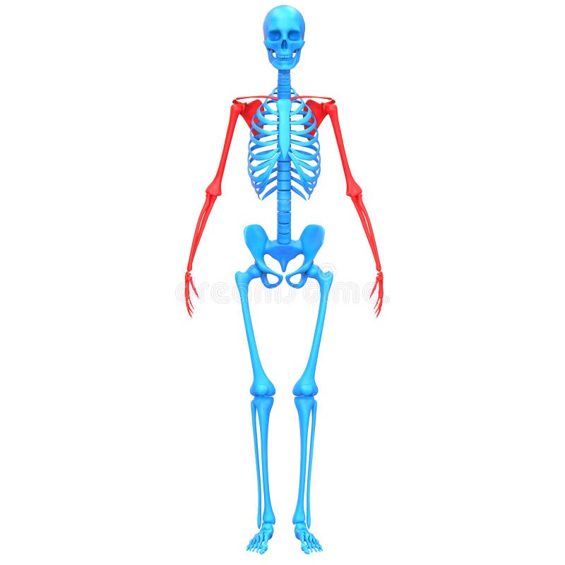 Upper Limbs Bone Joints of Human Skeleton System Anatomy 3d Rendering ...