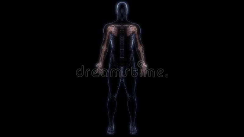 Upper Limbs of Human Skeleton System Anatomy X-ray 3D Rendering Stock ...