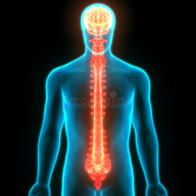 Vertebral Column Discs of Human Skeleton System with Anatomy Stock ...