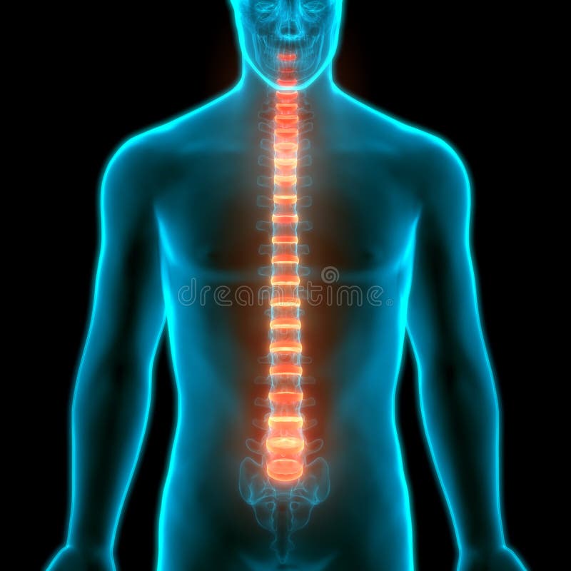 Vertebral Column Discs of Human Skeleton System with Anatomy Stock ...