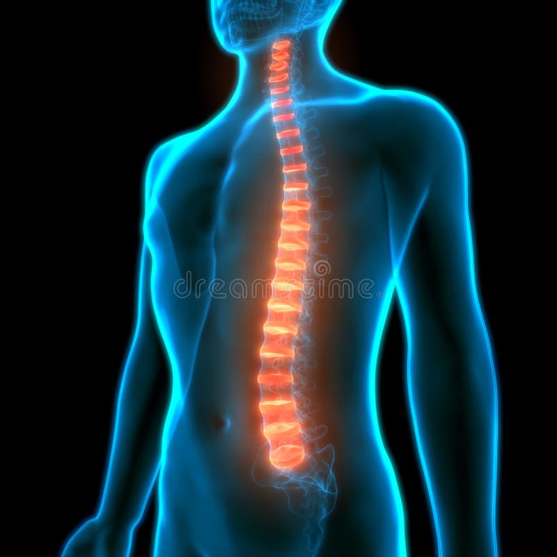 Vertebral Column Discs of Human Skeleton System with Anatomy Stock ...