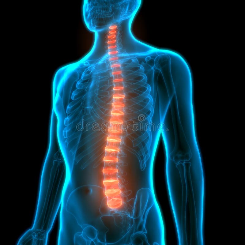 Vertebral Column Discs of Human Skeleton System with Anatomy Stock ...