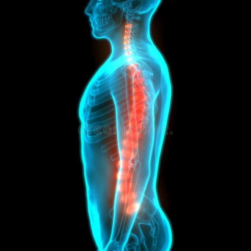 Vertebral Column Discs of Human Skeleton System with Anatomy Stock ...