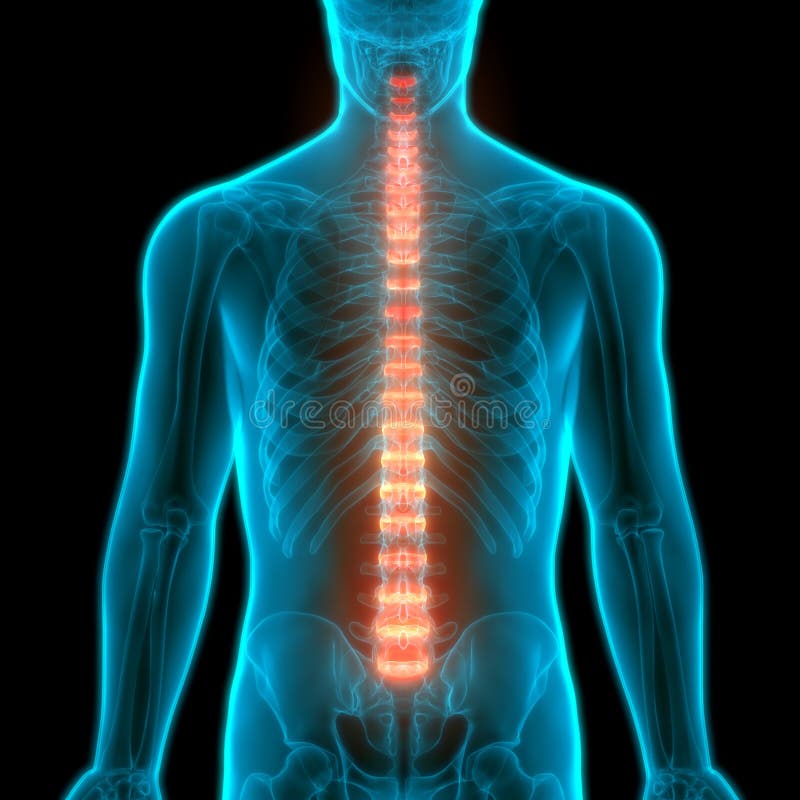 Vertebral Column Discs of Human Skeleton System with Anatomy Stock ...