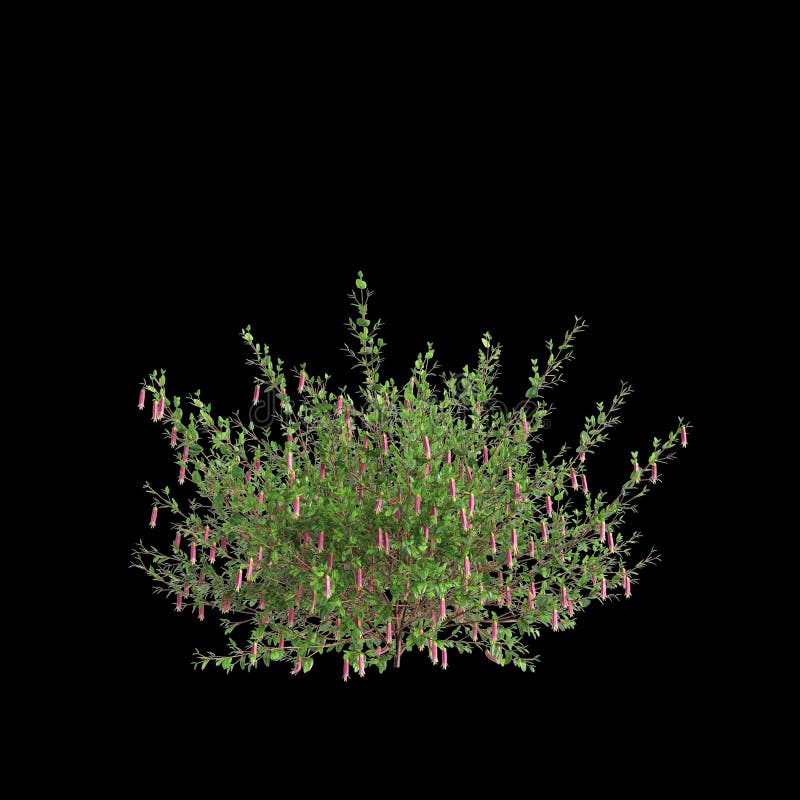 3d Illustration of Correa Dusky Bells Bush Isolated on Black Background ...
