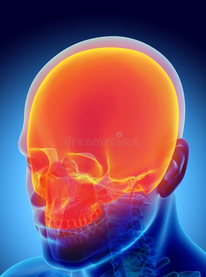 3D Illustration of Cranium, Medical Concept. Stock Illustration ...