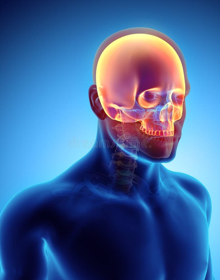 Cranium Stock Illustrations – 7,758 Cranium Stock Illustrations ...