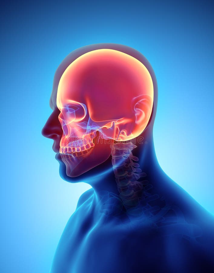 Cranium Stock Illustrations – 7,758 Cranium Stock Illustrations ...