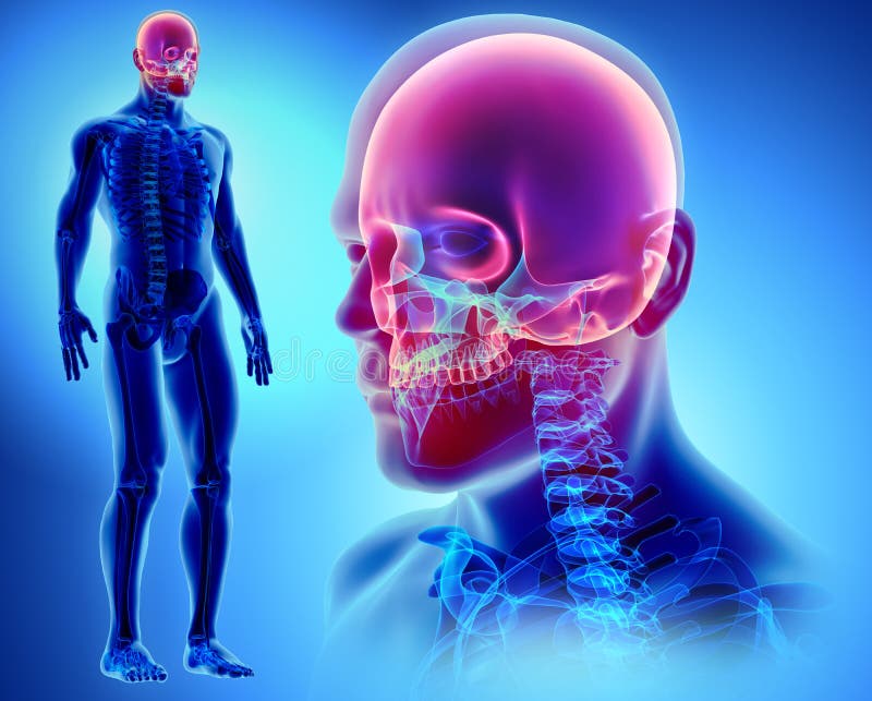 3D Illustration of Cranium, Medical Concept. Stock Illustration ...