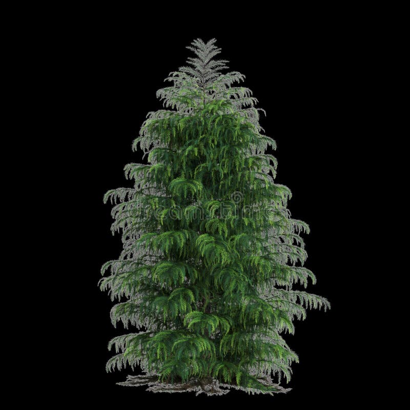 3d Illustration of Cryptomeria Japonica Tree Isolated on Black ...