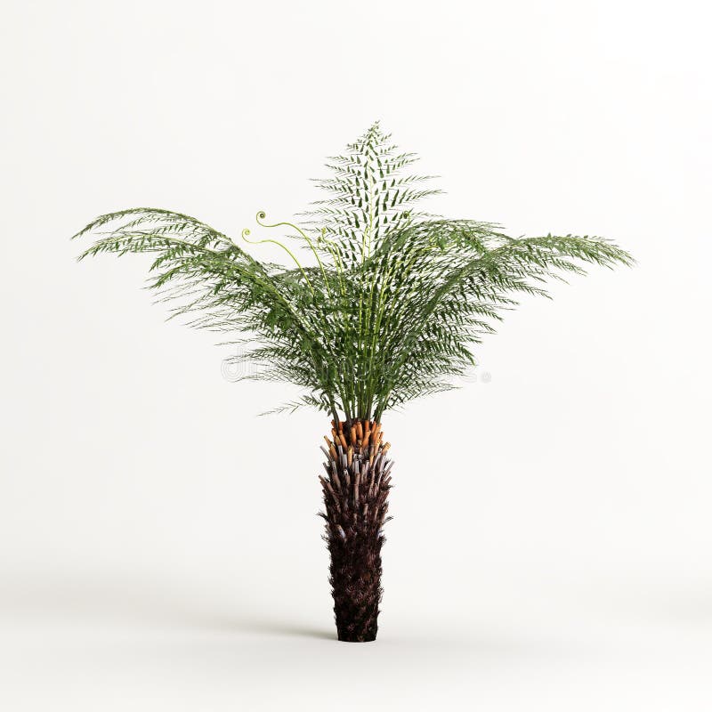 Cyathea Tree Stock Illustrations – 24 Cyathea Tree Stock Illustrations ...