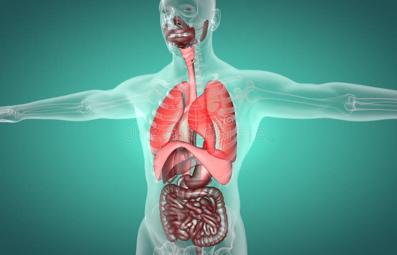 3D Human Male X-ray Digestive System. Stock Illustration - Illustration ...