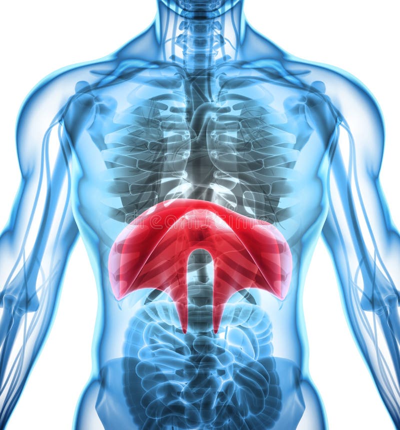 3D Illustration De Diaphragme, Concept Médical Illustration Stock ...