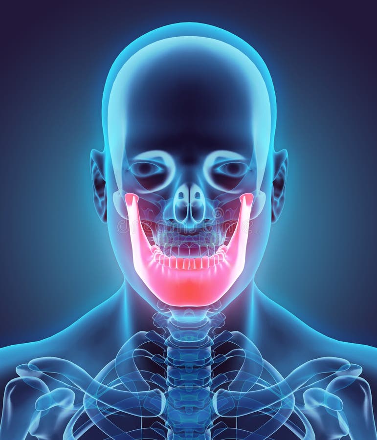 3D Illustration De Mâchoire Inférieure, Concept Médical Illustration ...