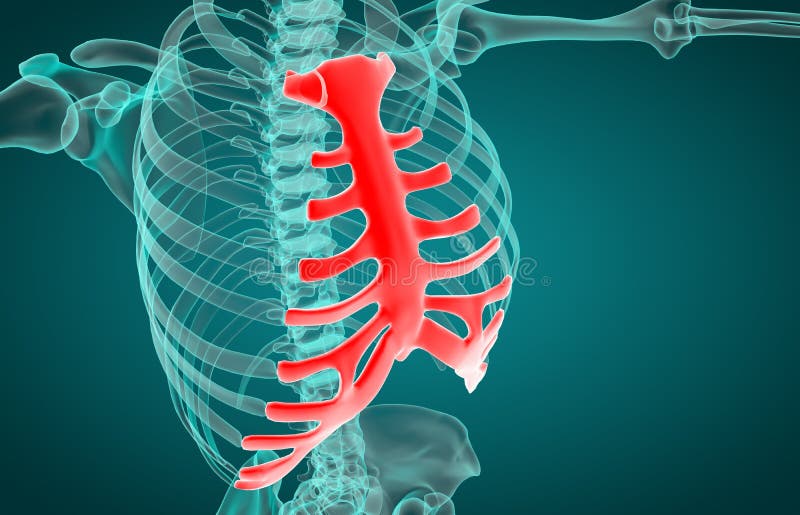 Illustration 3D Du Sternum - Une Partie De Squelette Humain ...
