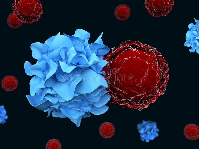 Dendritic Cells Vector Illustration Anatomical Labeled Closeup Scheme With Progenitor Immature