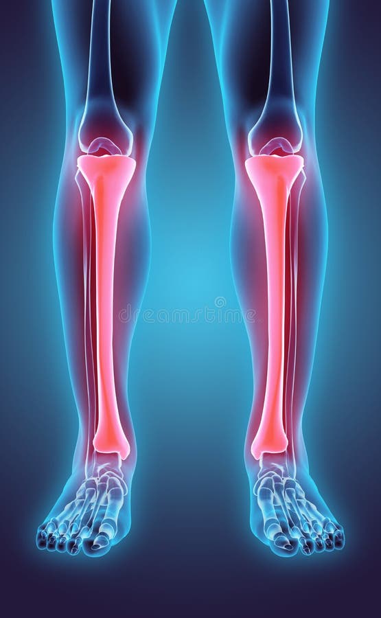 3D Illustration Des Schienbeins, Medizinisches Konzept Stock Abbildung ...