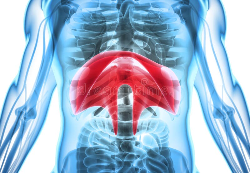 3D Illustration of Diaphragm, Medical Concept. Stock Illustration ...