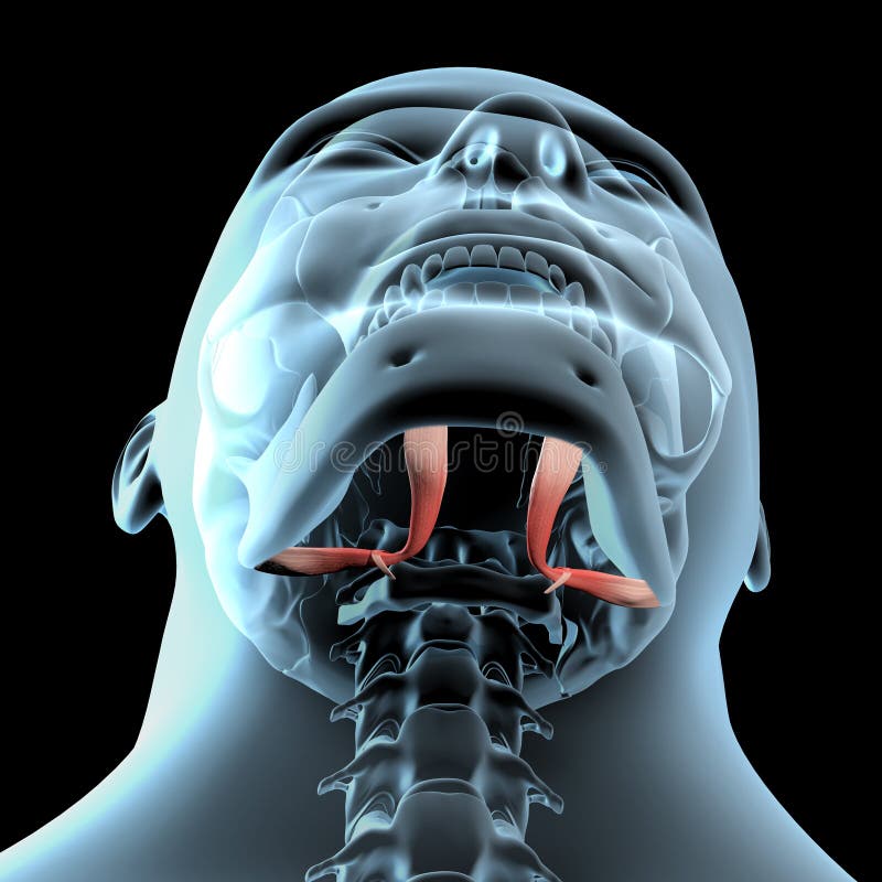 The digastric stock illustration. Illustration of throat - 56287299