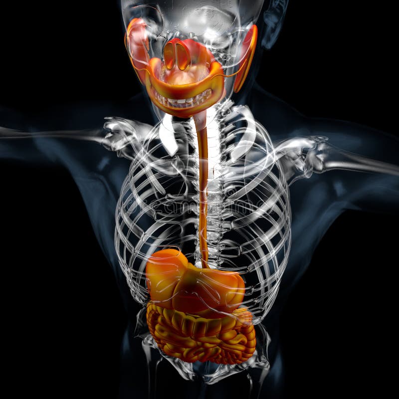 3d Illustration of Digestive System, X Ray Stock Illustration ...
