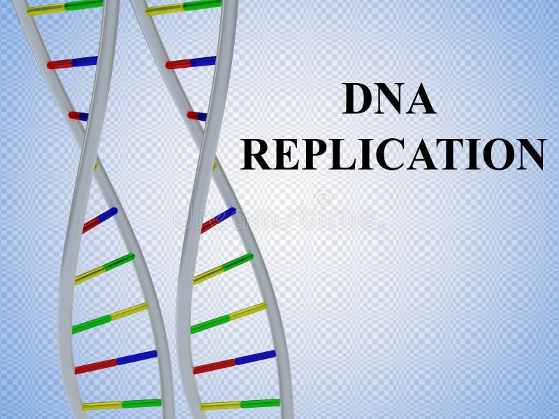 Replication Dna Helicase Stock Illustrations – 19 Replication Dna ...