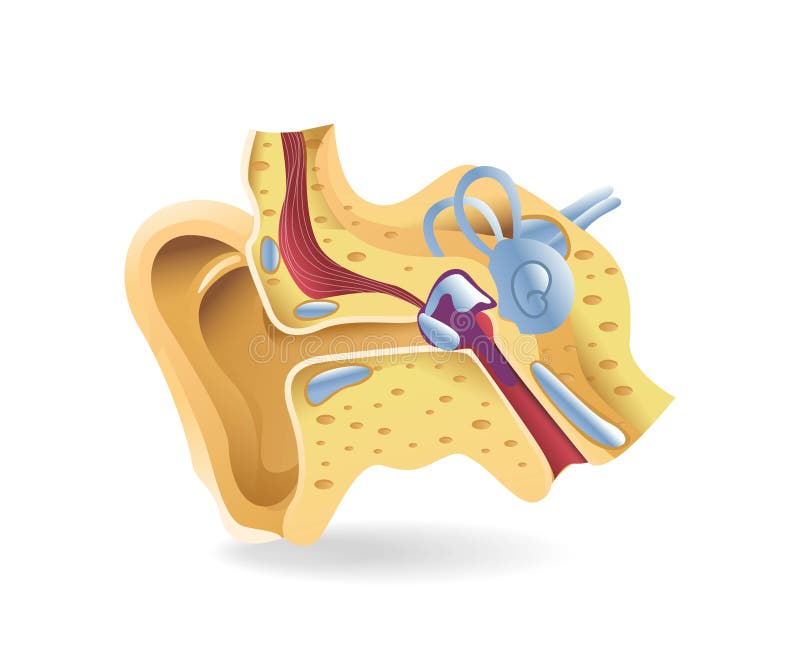 3d Illustration of Ear Cut Anatomy Concept Stock Illustration ...
