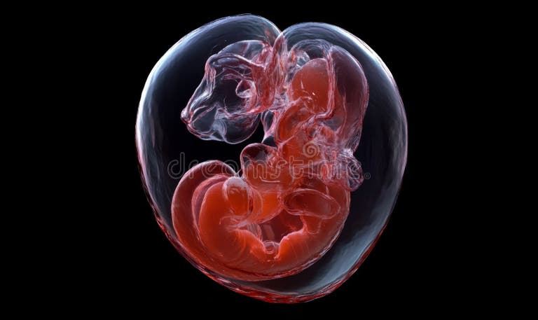 3D Illustration of the Early Development of an Embryo Stock ...