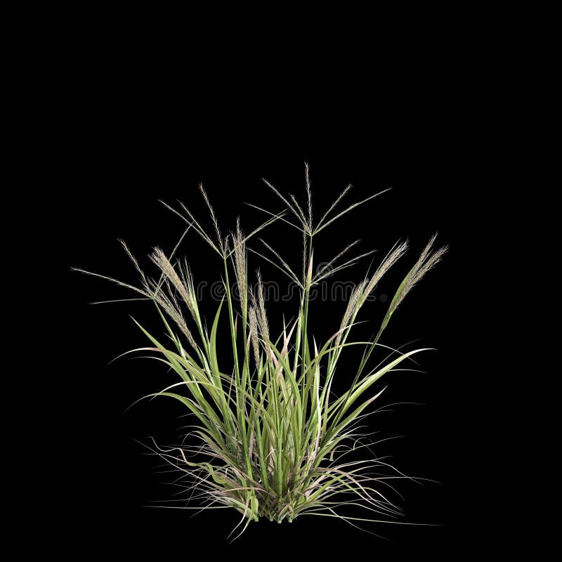 3d Illustration of Enteropogon Acicularis Bush Isolated on Black ...