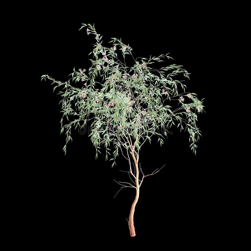 Caesia Tree Stock Illustrations – 6 Caesia Tree Stock Illustrations ...