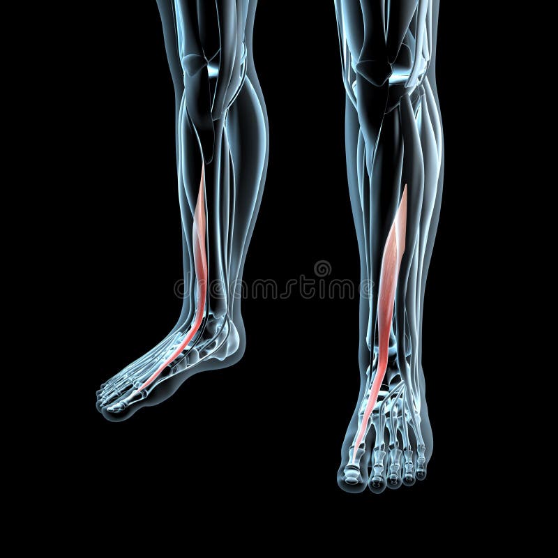 3d Illustration of the Extensor Hallucis Longus Muscles Anatomical ...