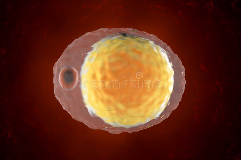 A Single Fat Cell Aka Adipocyte Stock Illustration - Illustration of ...