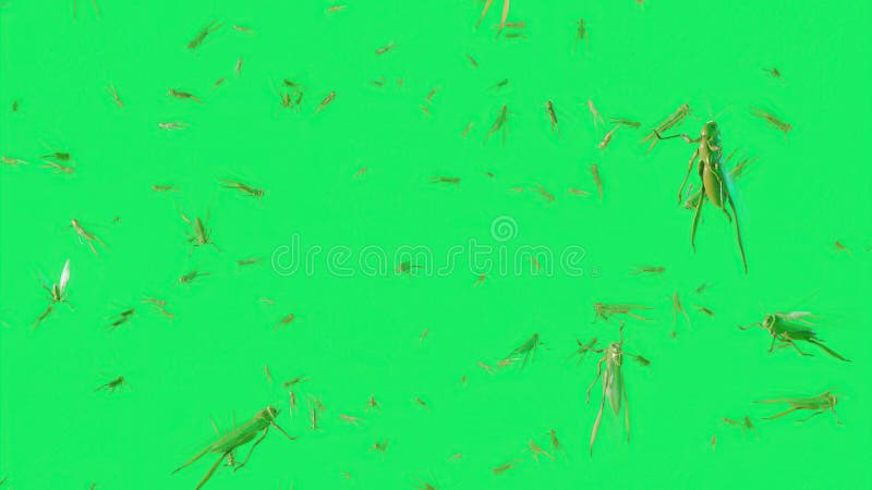 Featuring a Swarm of Thousands of Locusts Flying into Frame on Green ...