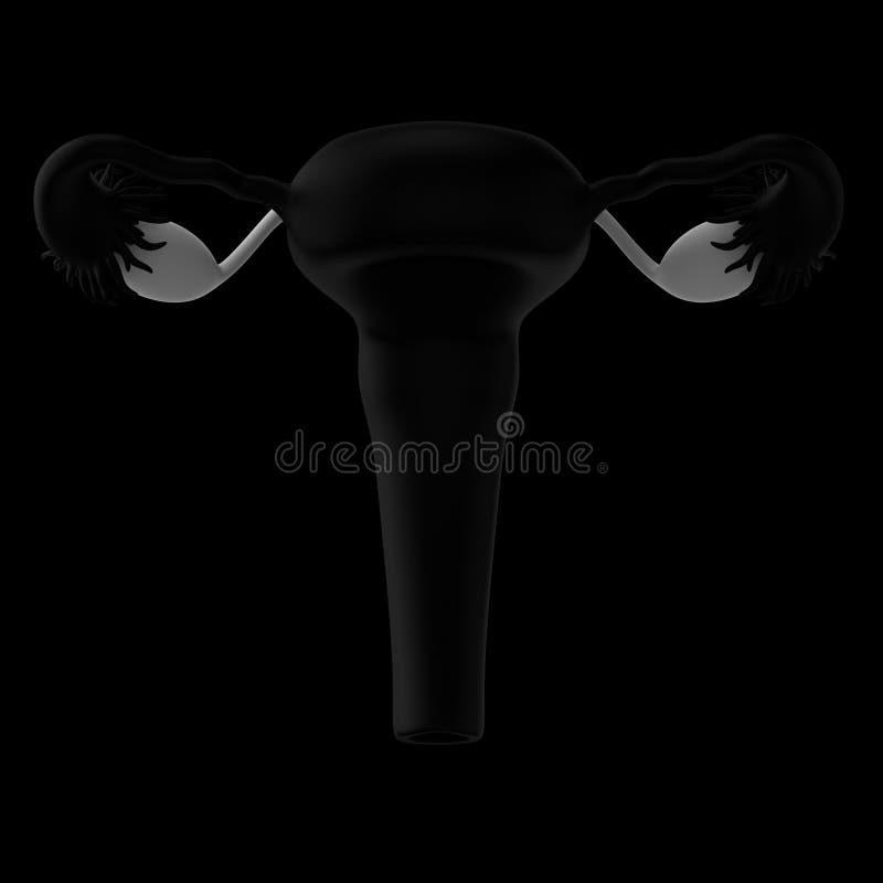 3D Illustration of Female Reproductive System Front View Stock ...