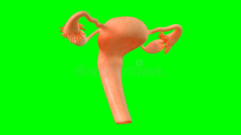 3d Illustration Of Female Reproductive System Human Anatomy