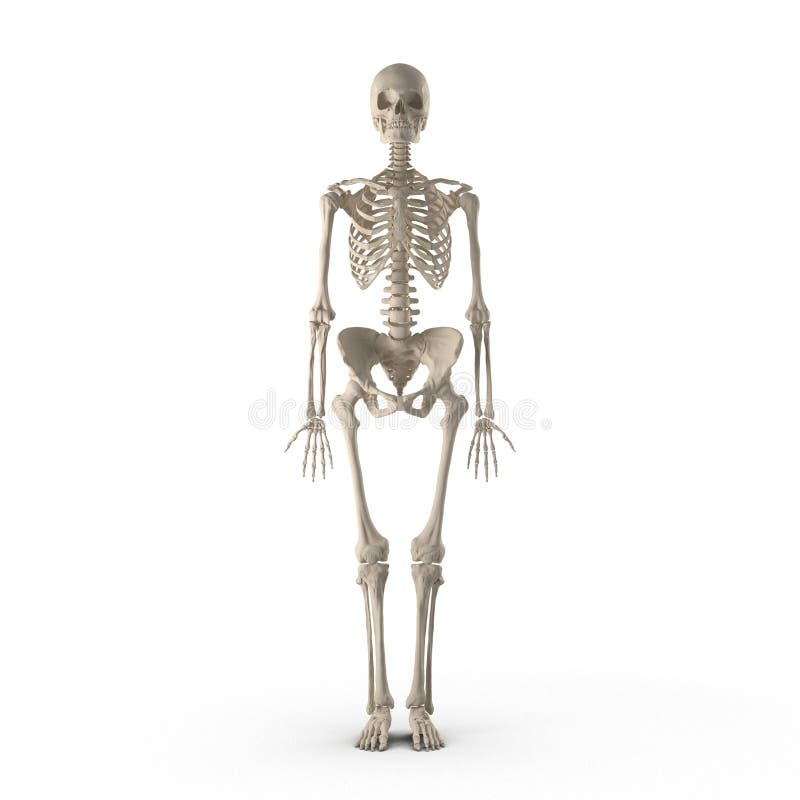 3D Illustration with Female Skeleton Isolated on White. Rear View ...