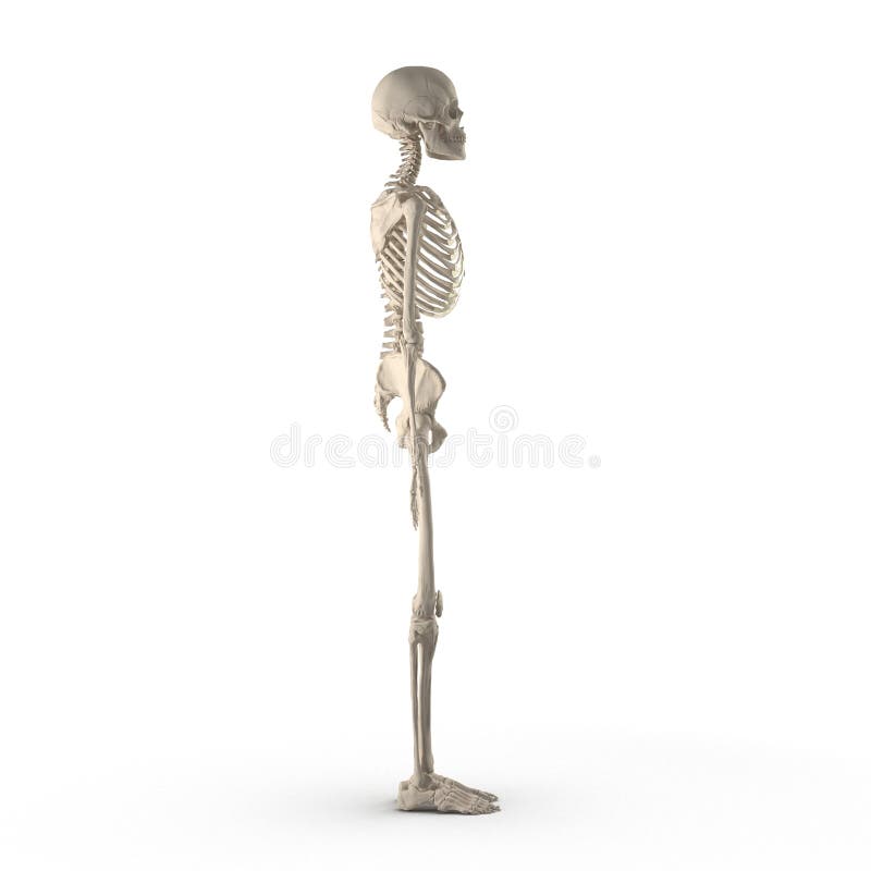 Human Skeleton Side View