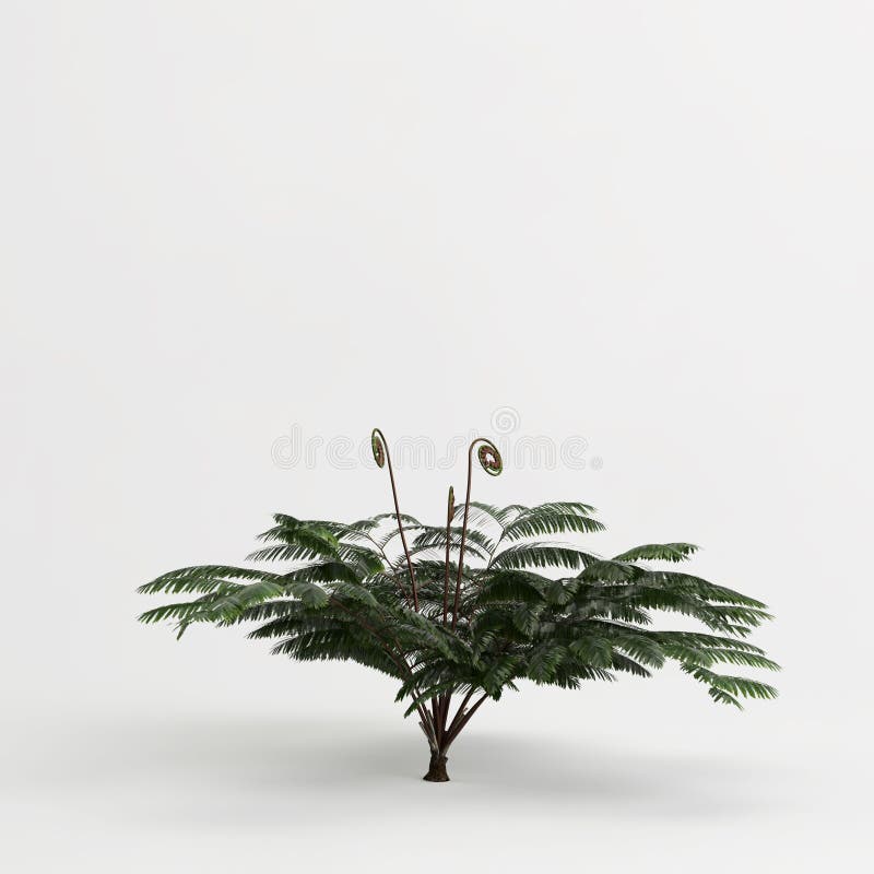 Big Fern Tree Stock Illustrations – 365 Big Fern Tree Stock ...