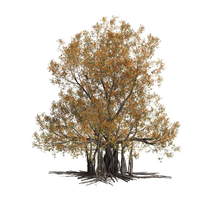 Macrophylla Tree Stock Illustrations – 210 Macrophylla Tree Stock Illustrations, Vectors ...