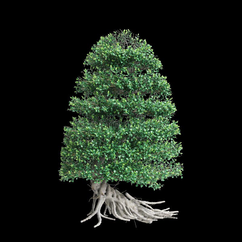 3d Illustration of Ficus Microcarpa Tree Isolated on Black Background Stock Illustration ...
