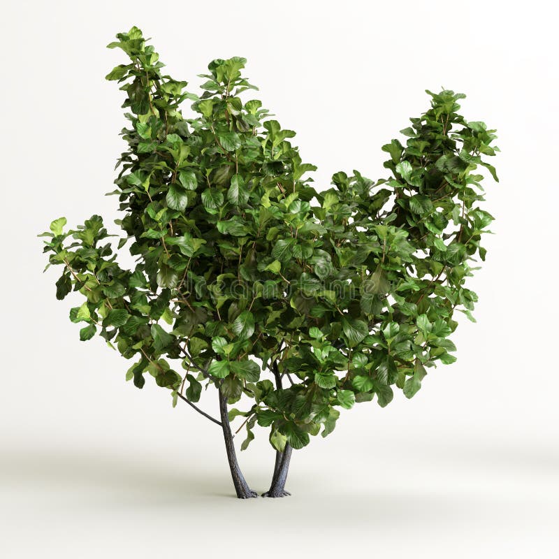 3d Illustration of Set Ficus Microcarpa Golden Leaves Tree Isolated on ...