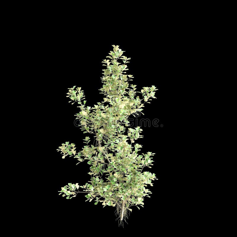 3d Illustration of Ficus Triangularis Bush Isolated on Black Background ...