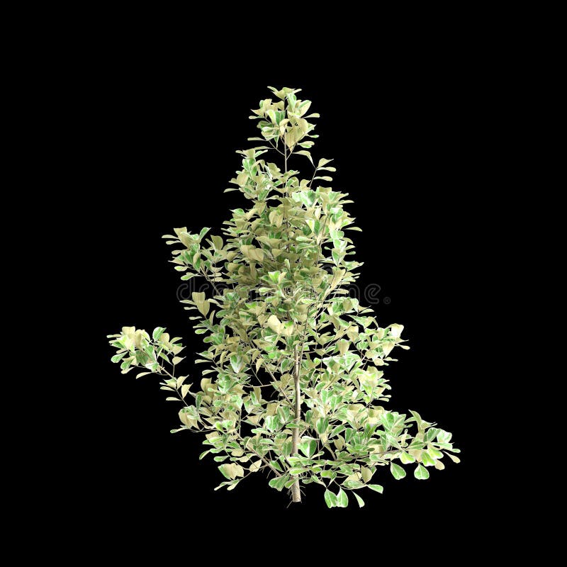 Triangularis Bush Stock Illustrations – 5 Triangularis Bush Stock ...
