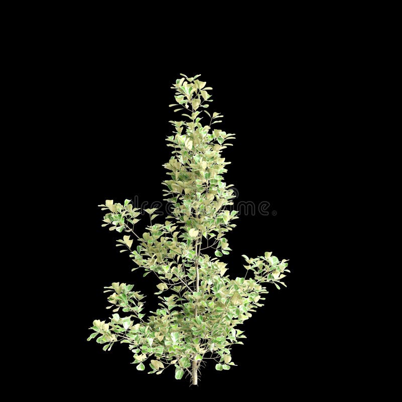 3d Illustration of Ficus Triangularis Bush Isolated on Black Background ...