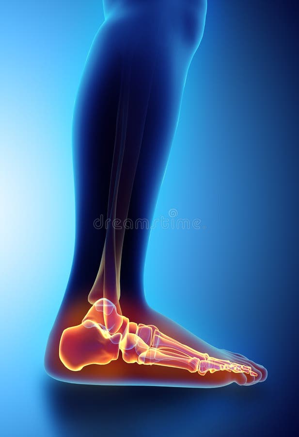 3D Illustration of Foot Skeleton, Medical Concept. Stock Illustration ...