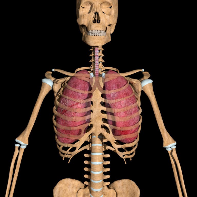 3d Illustration of the Human Lungs Front View Stock Illustration ...