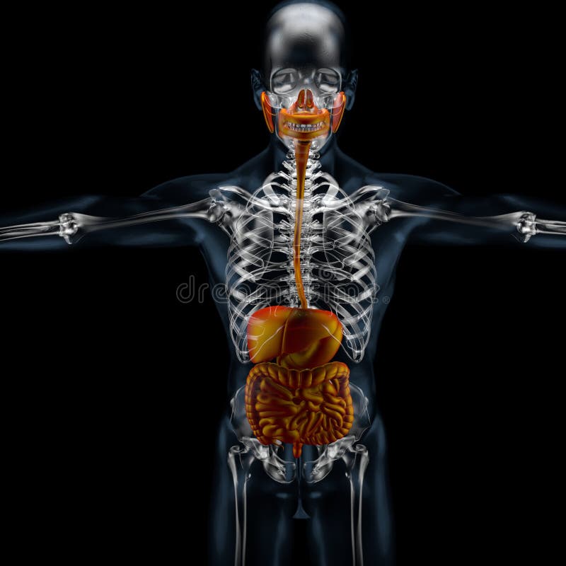 3d Illustration of Frontal Digestive System, X Ray Stock Illustration ...