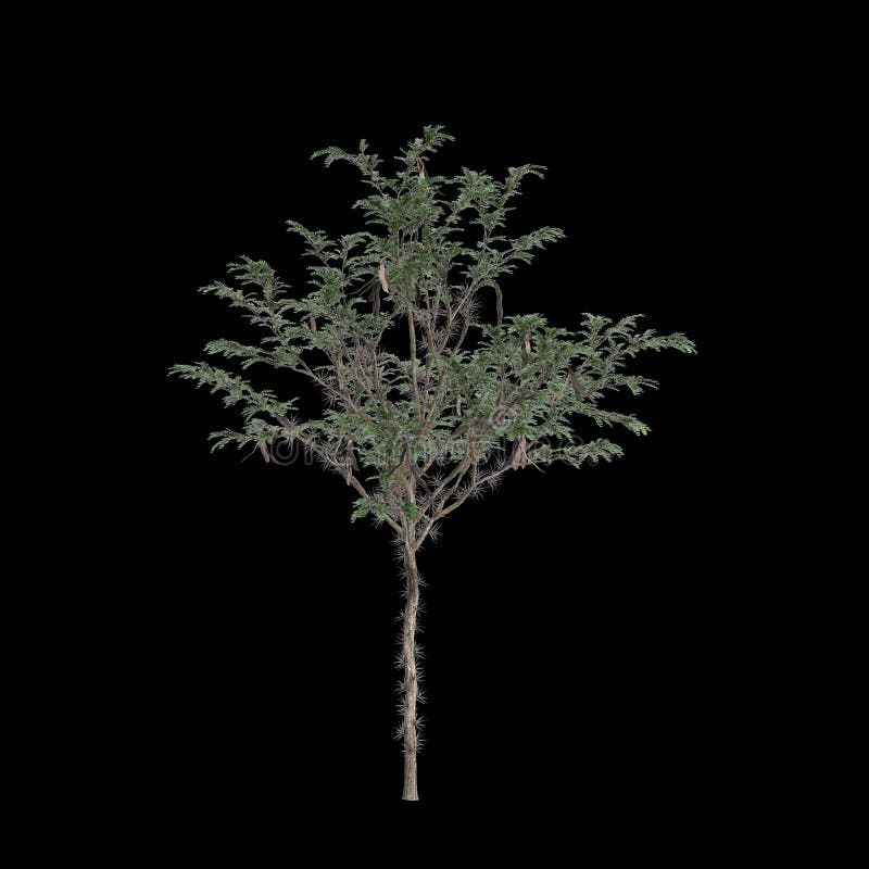 3d Illustration of Gleditsia Triacanthos Tree Isolated on Black ...