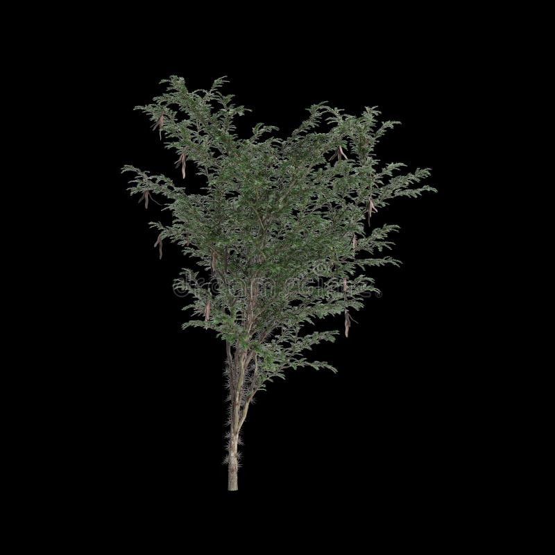 3d Illustration of Gleditsia Triacanthos Tree Isolated on Black ...