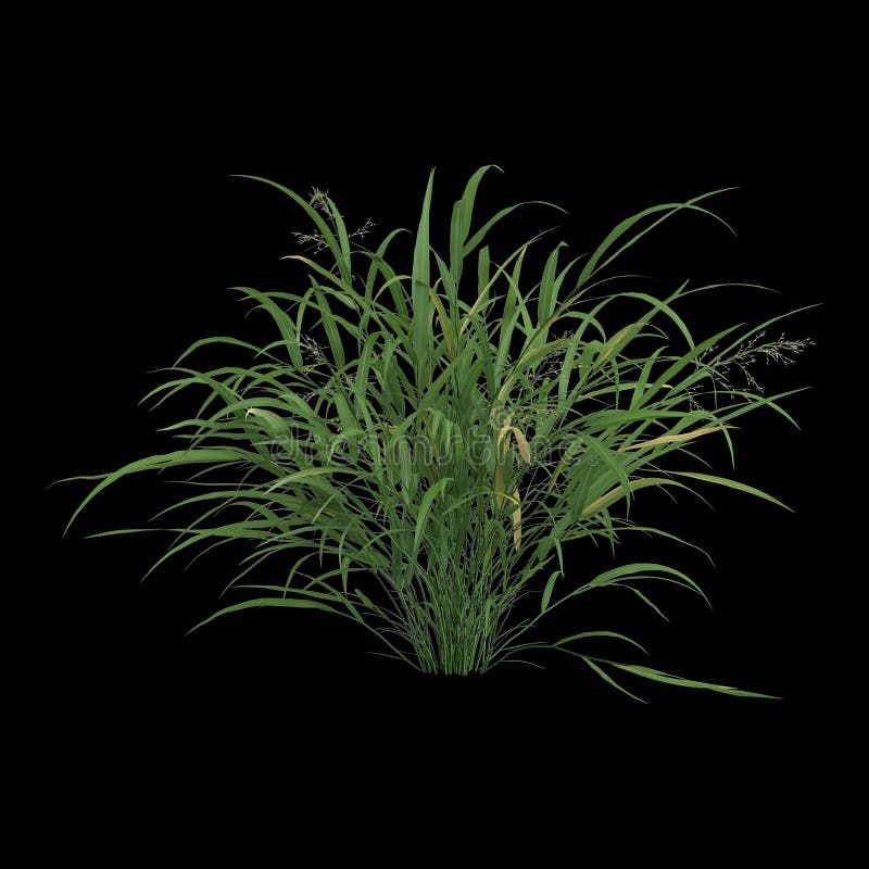 3d Illustration of Hakonechloa Macra Bush Isolated on Black Background ...