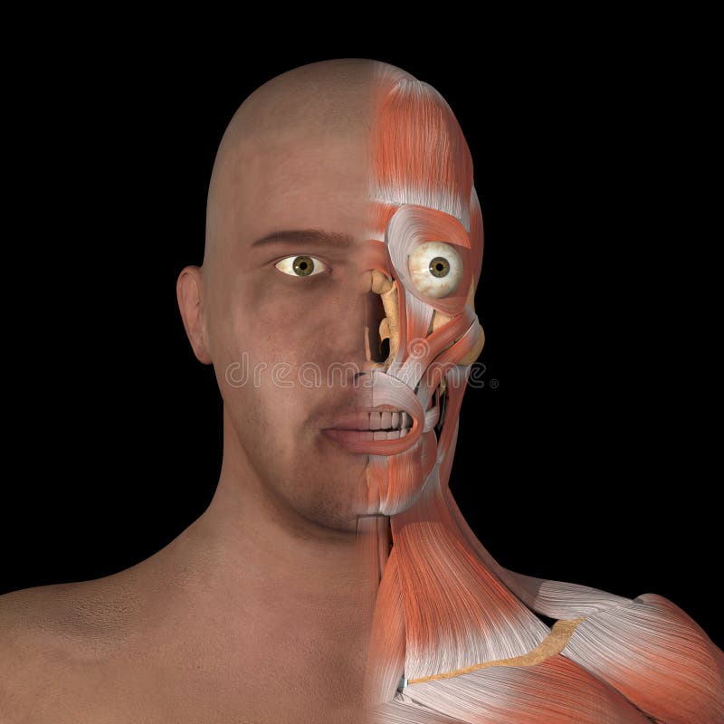 3d Illustration of the Facial Muscles Side View Stock Illustration ...